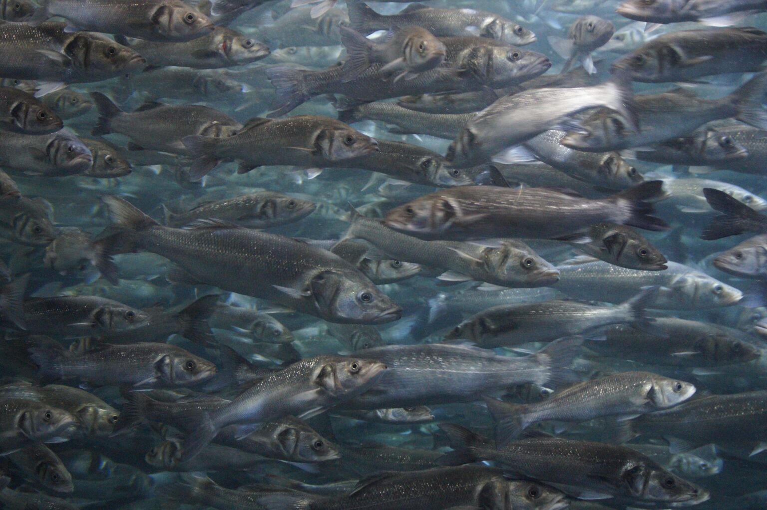 Baltic Sea fish stocks remain in crisis - NGOs call for closures of ...
