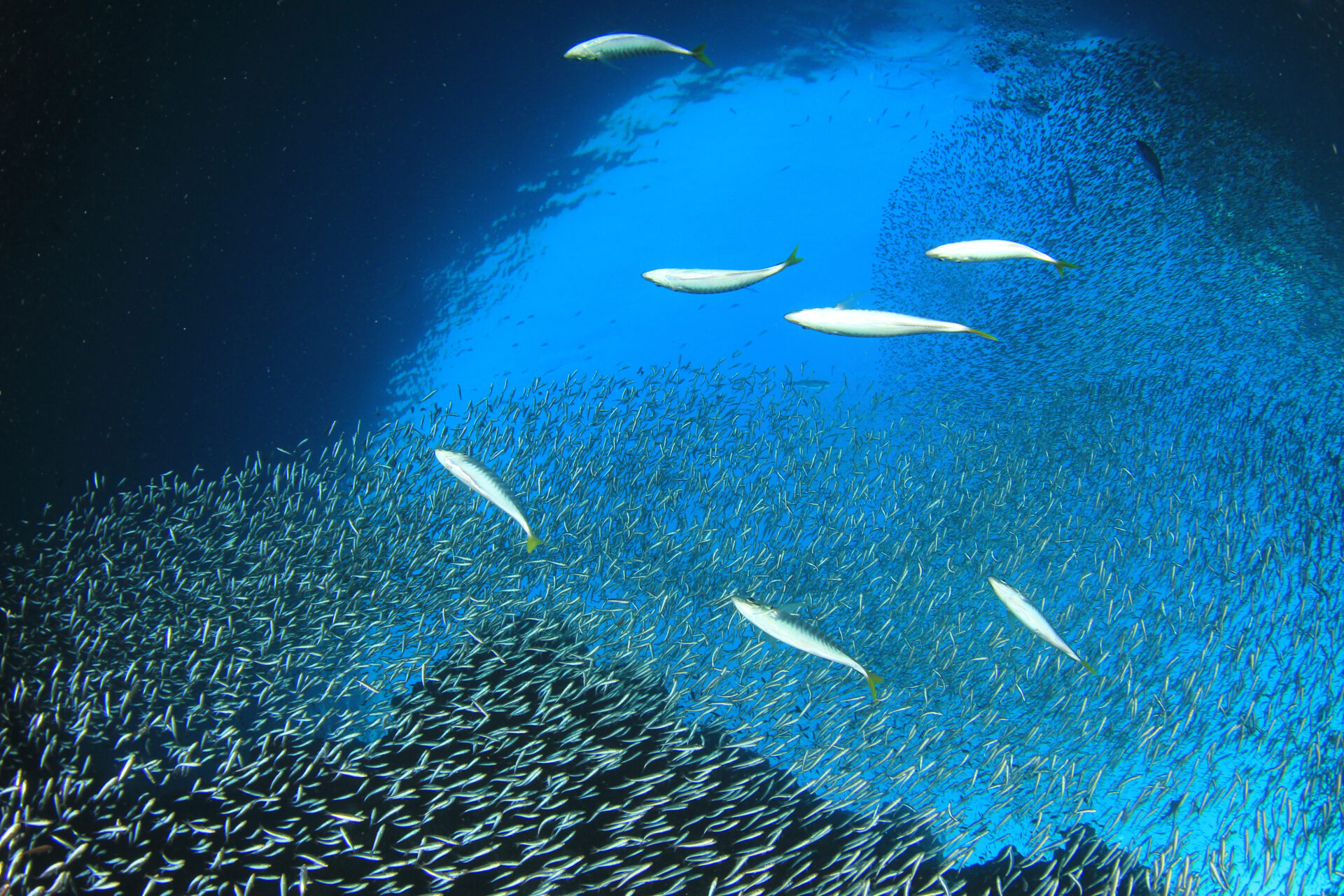 Rewilding the Ocean - Seas At Risk