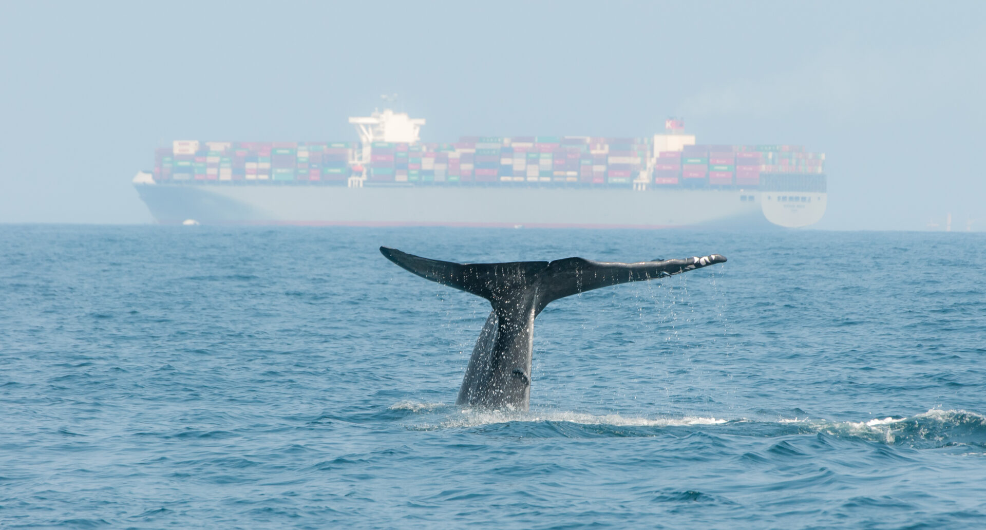 The Green Whale – How whales give us hope in the fight against climate ...