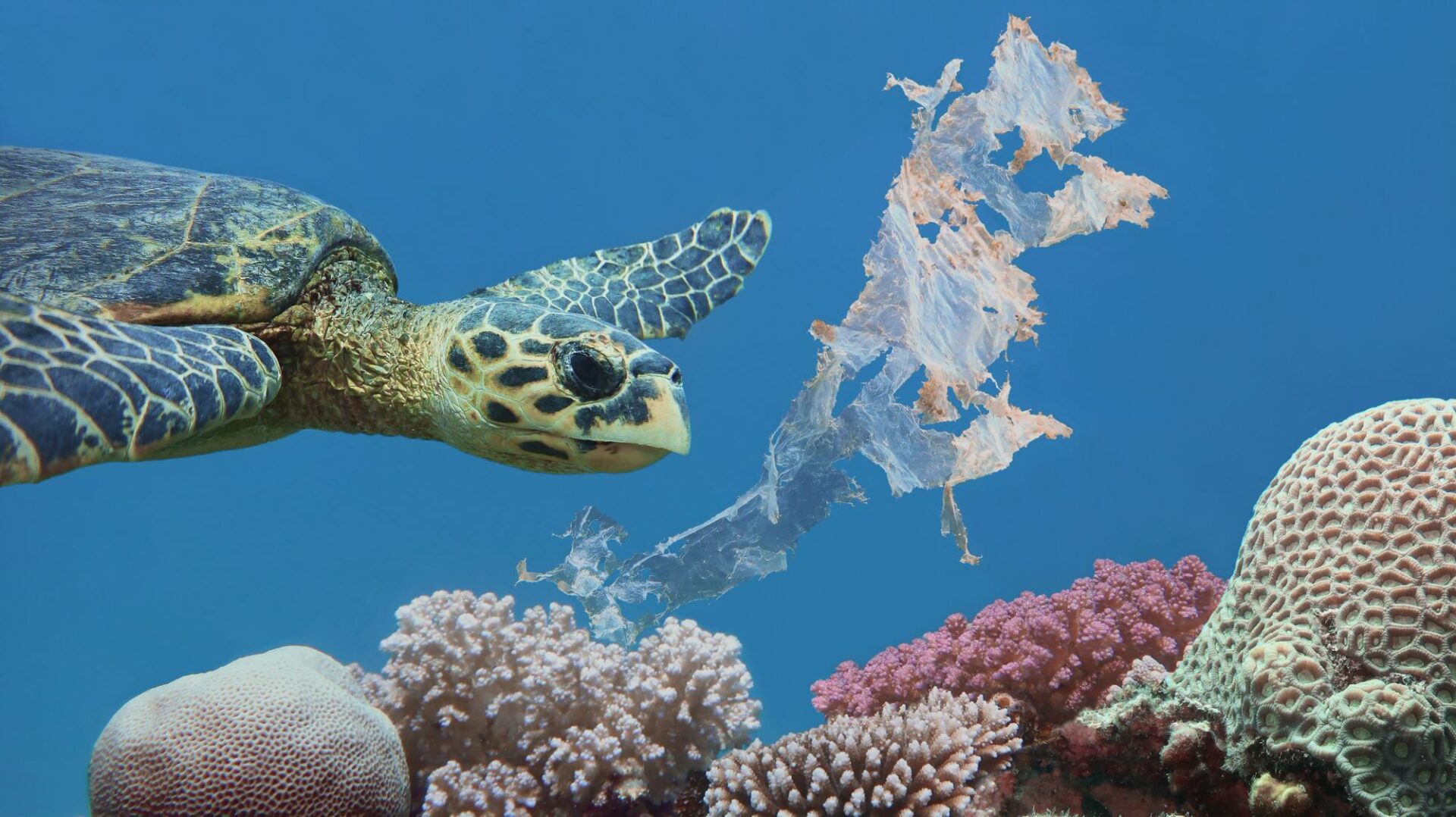 Single use plastic and the marine environment - Seas At Risk