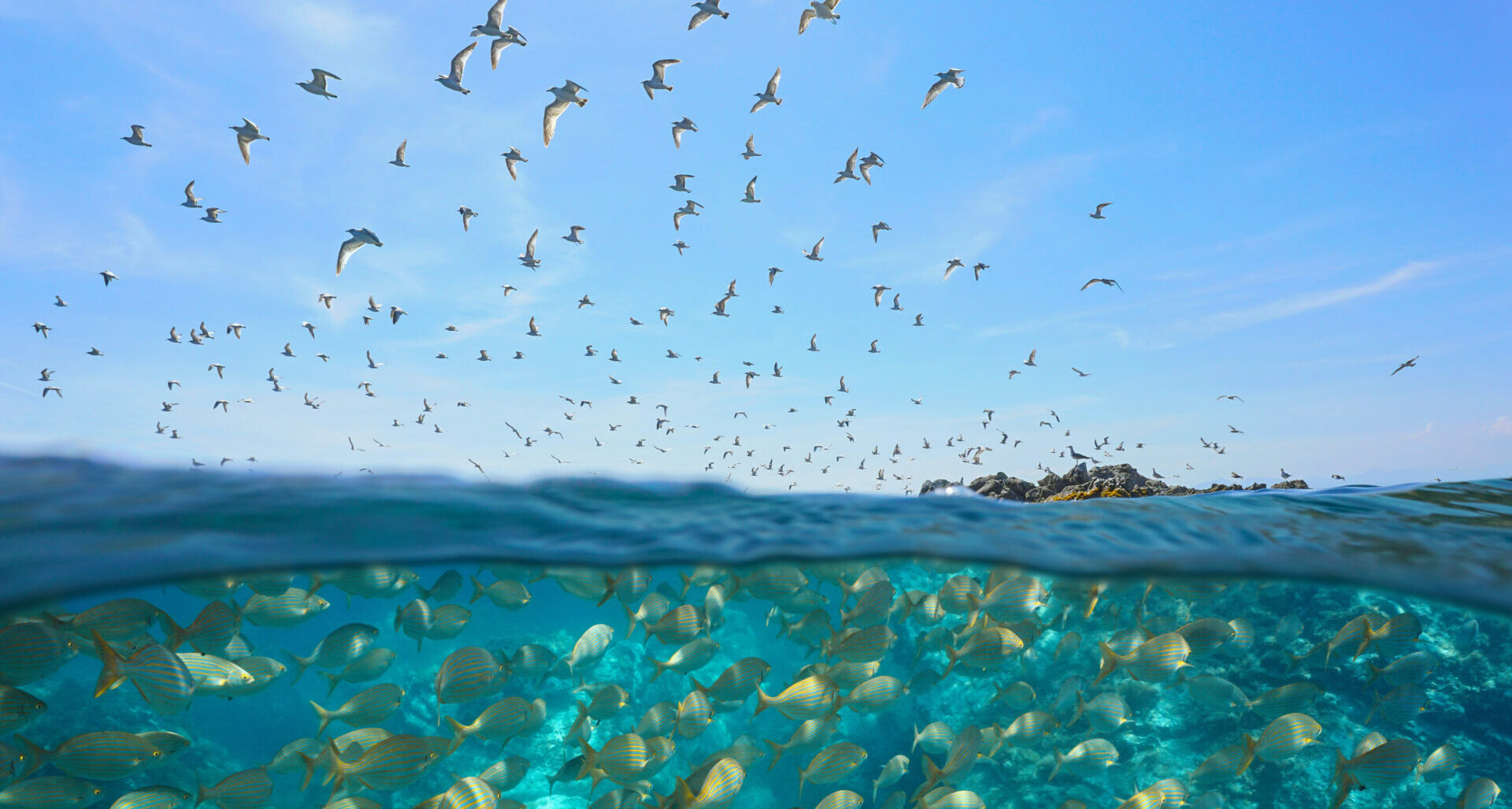 COP 26: Ocean action is climate action and the time to act is now ...