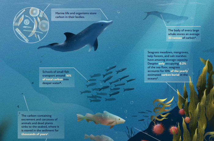 Infographic: Bottom Trawling, Climate Change and the Ocean's Carbon ...