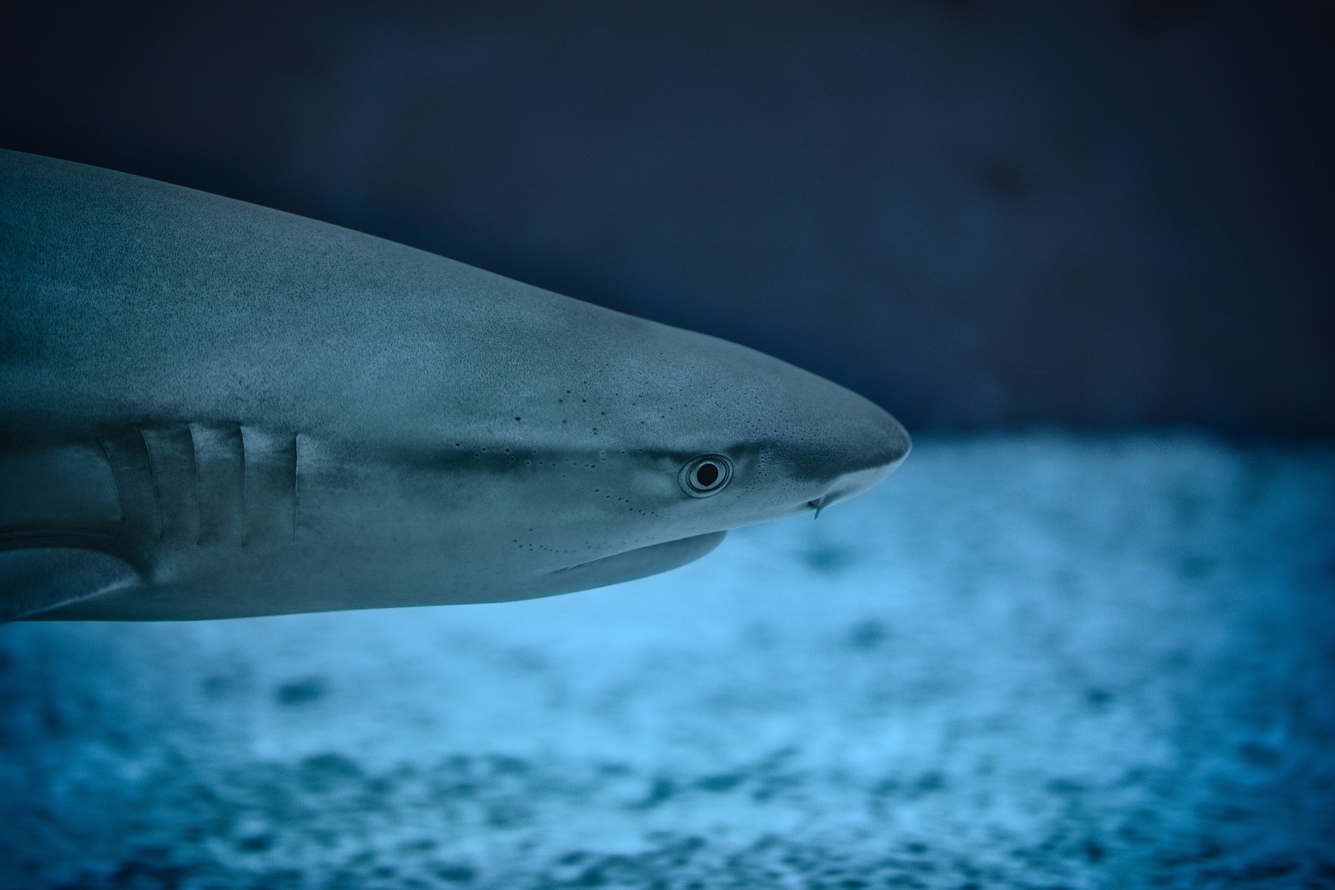 Seas At Risk welcomes Shark Guardian as newest member