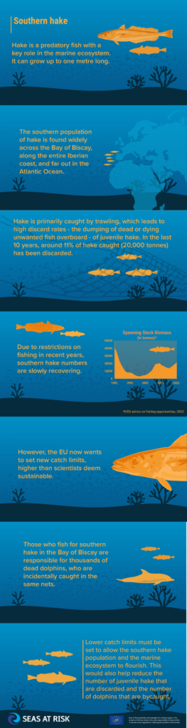 Infographic: End Overfishing of Southern Hake - Seas At Risk