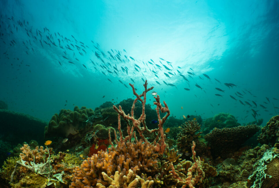 Marine Protected Areas - From paper parks to effective protection ...