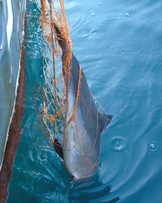 Bycatch mitigation for the Baltic Proper harbour porpoise: What to do ...