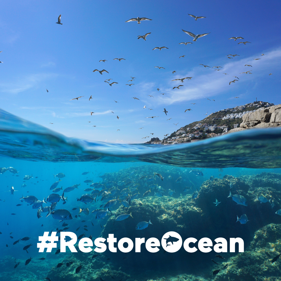 Nature Restoration Law on its way to Plenary - Seas At Risk