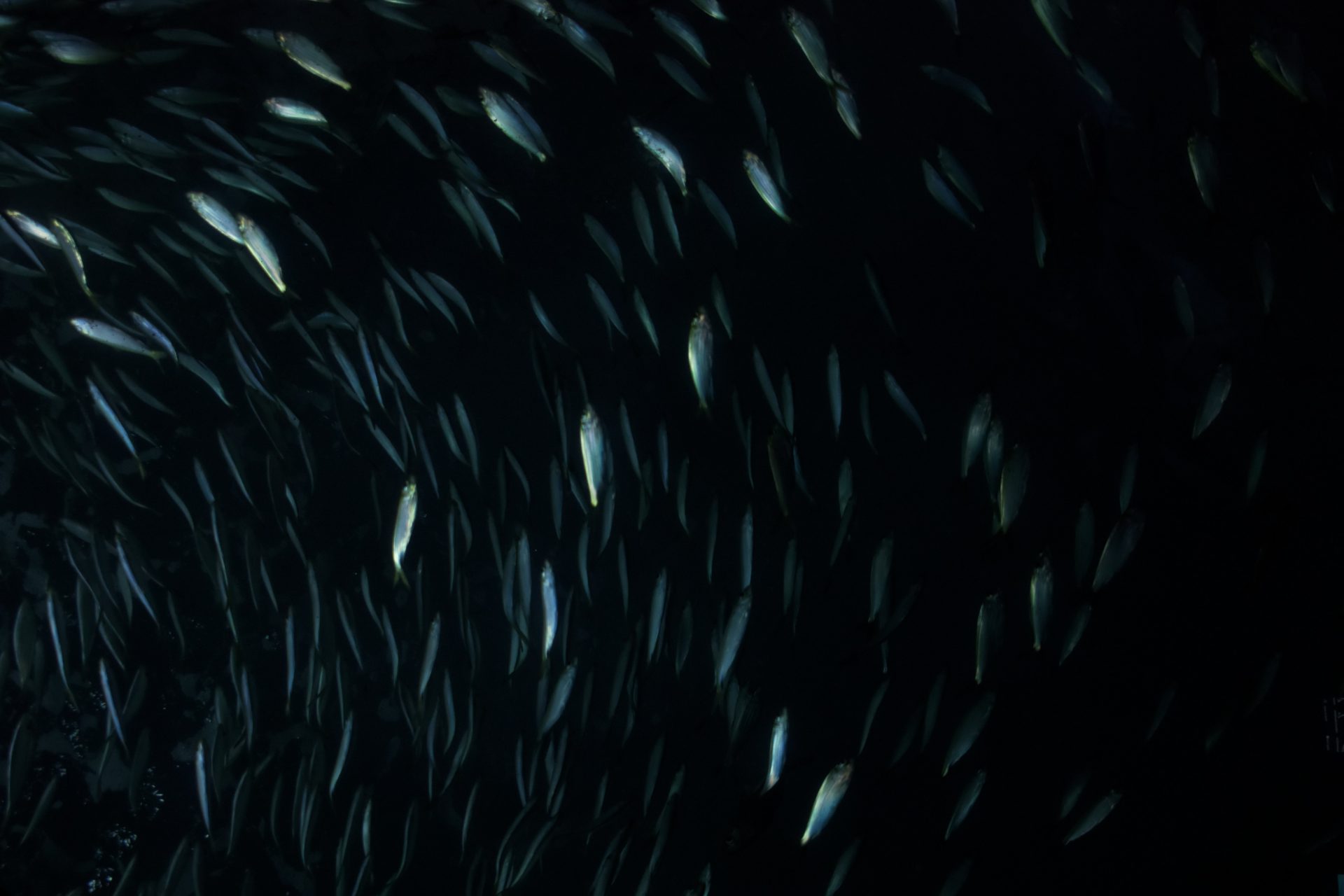 Latest - Seas At Risk
