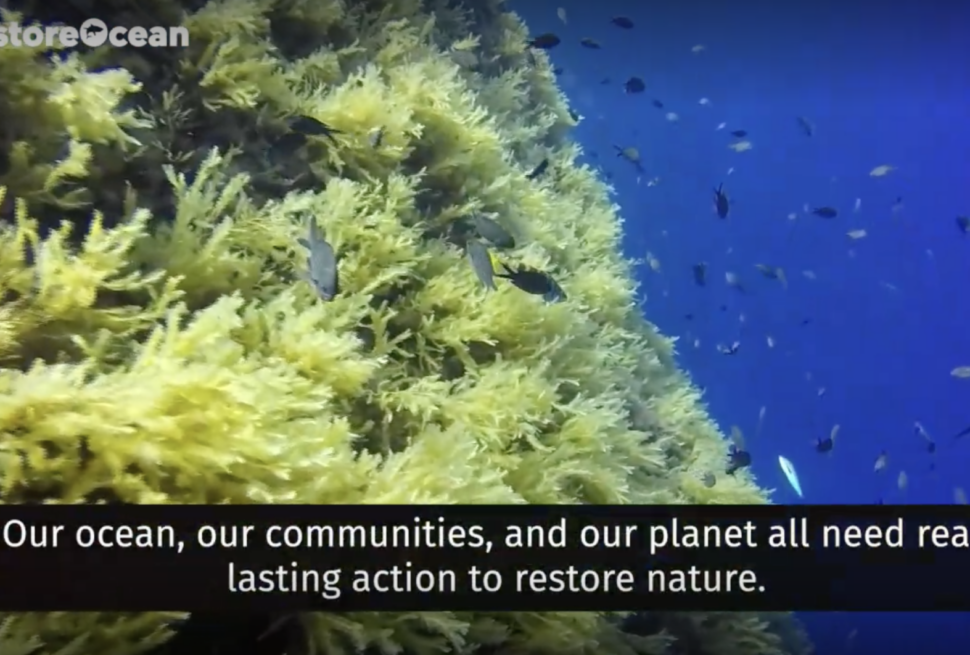 Ocean governance - Seas At Risk