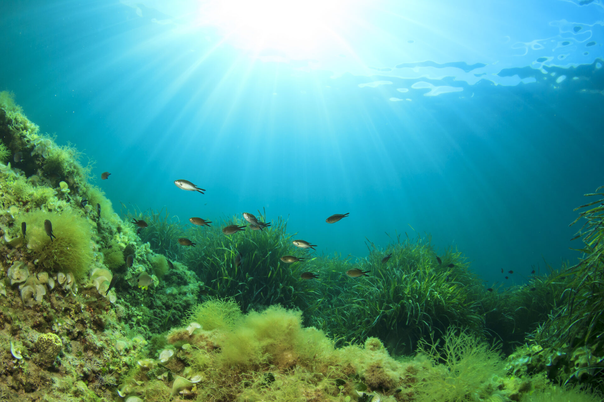 EU leaders reach deal to #RestoreOcean! EU Nature Restoration Law gets ...