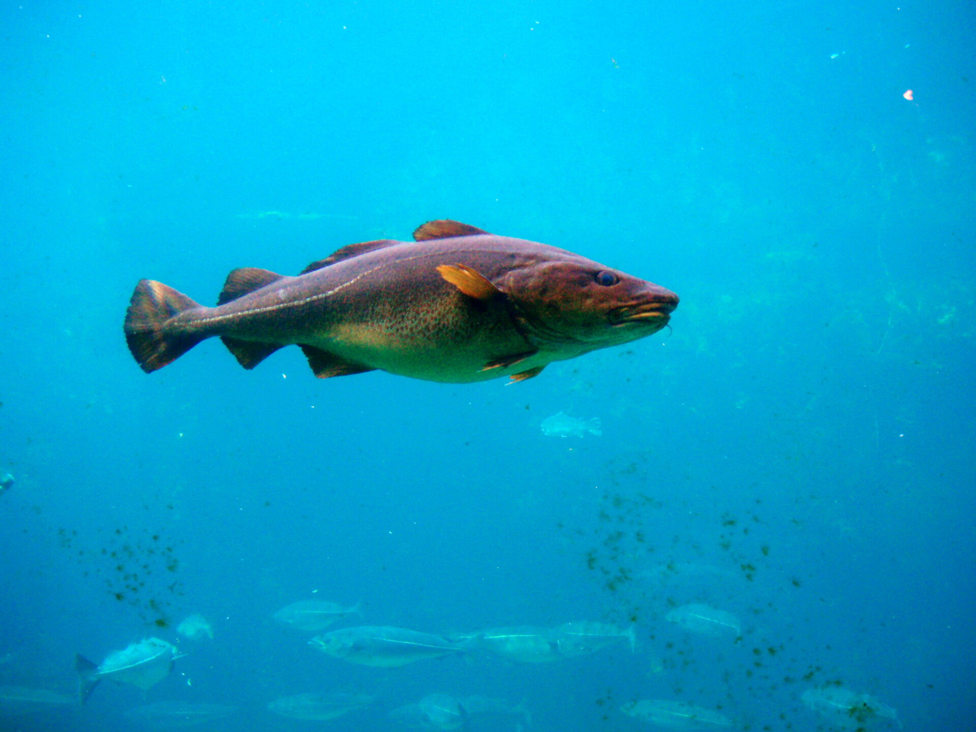 Joint NGO recommendations on Baltic Sea fishing opportunities for 2025 ...