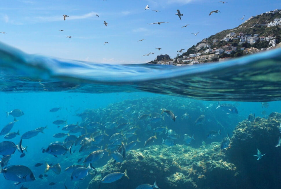 Publications Archives - Seas At Risk