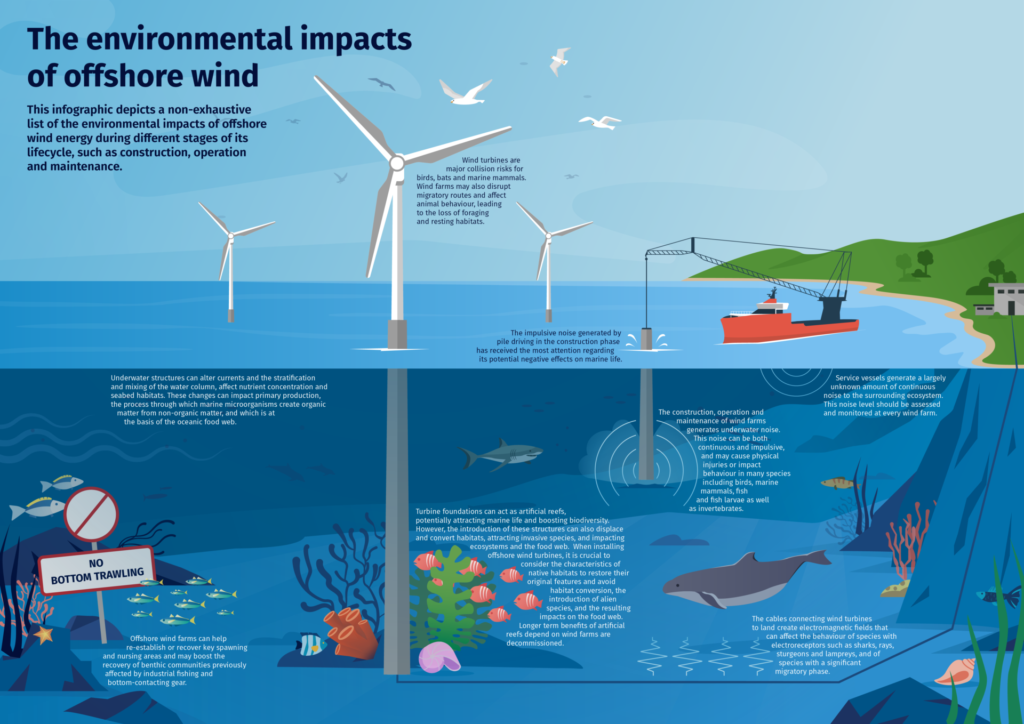 The environmental impacts of offshore wind - Seas At Risk
