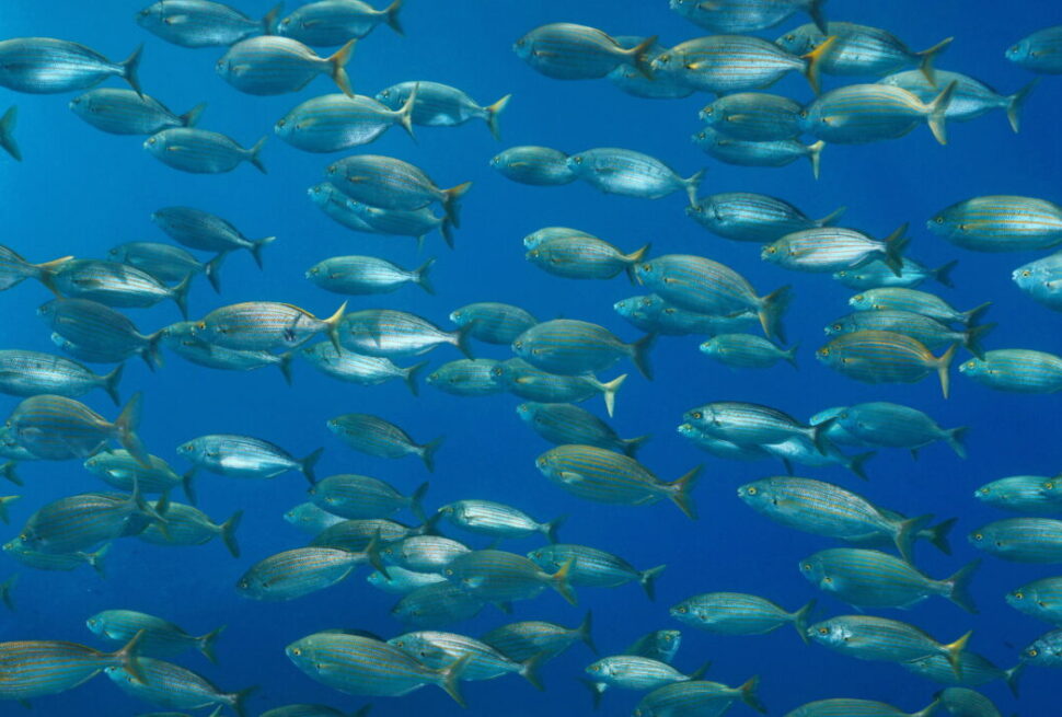 Report uncovers serious failure to protect EU Seas - NGOs call for full ...