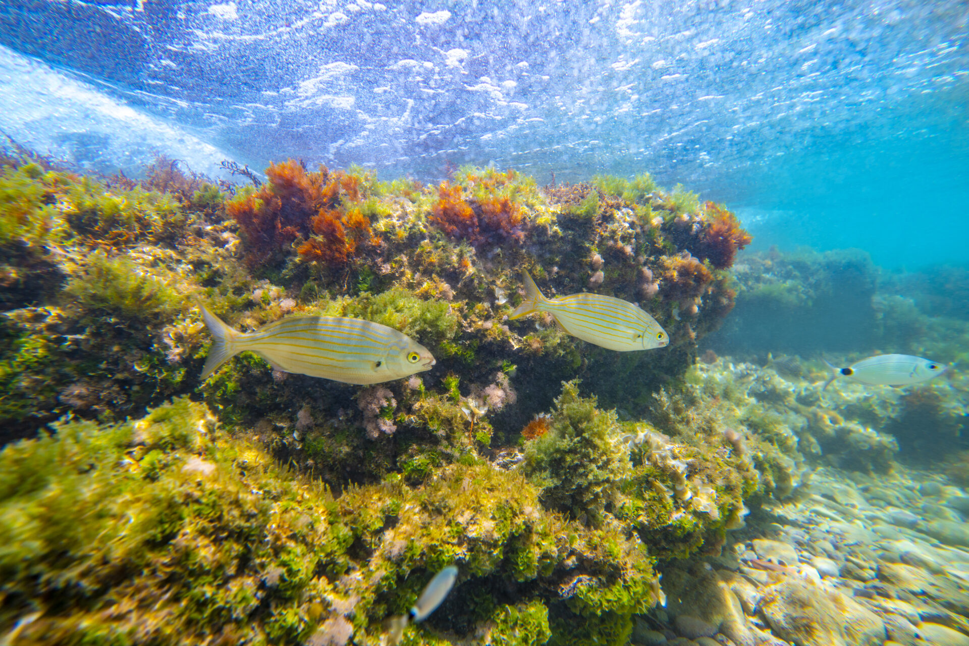 Report uncovers serious failure to protect EU Seas - NGOs call for full ...