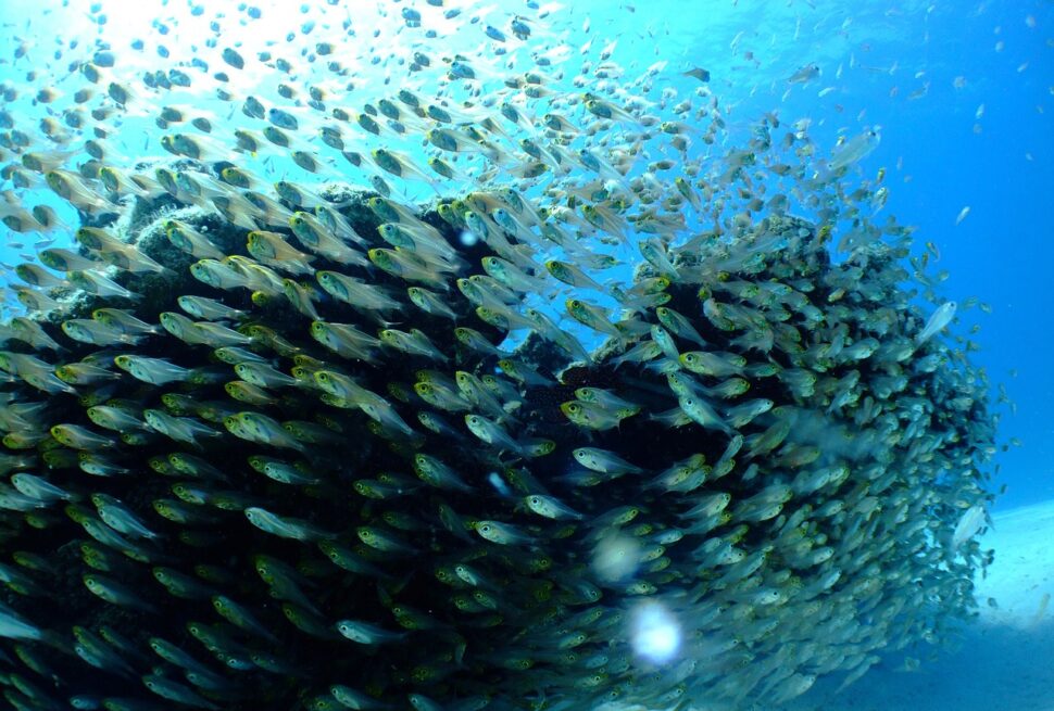 Benefits quickly outweigh costs of banning bottom trawling from Marine ...