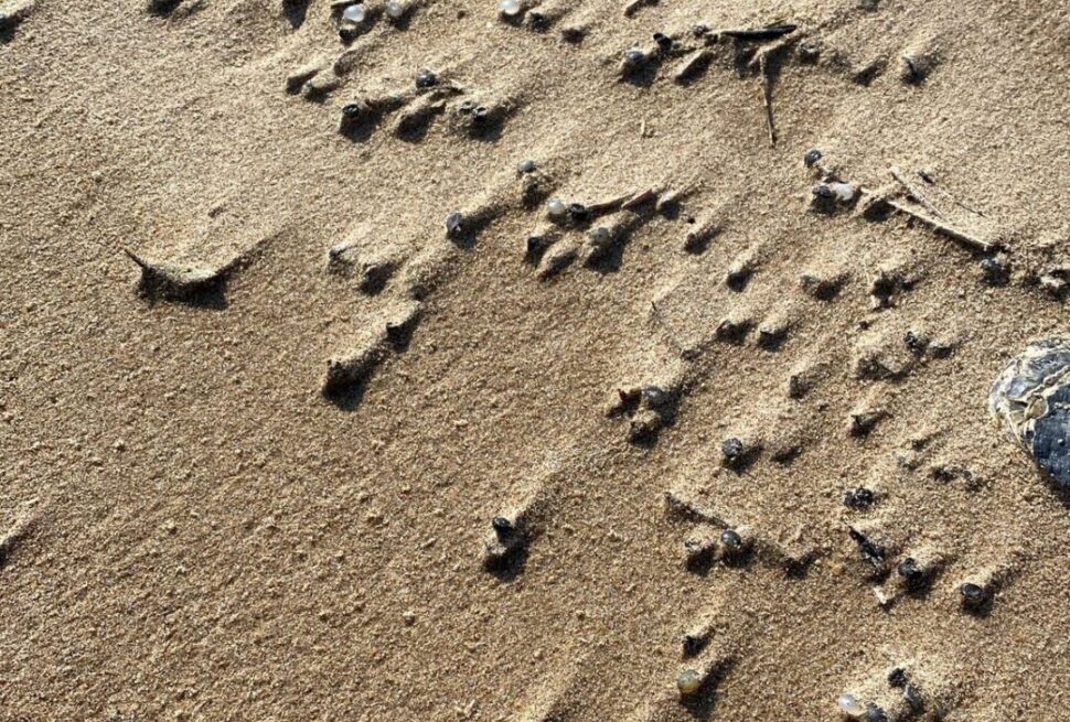 EU agrees on new landmark plastic pellet regulation to reduce microplastic pollution, but ...