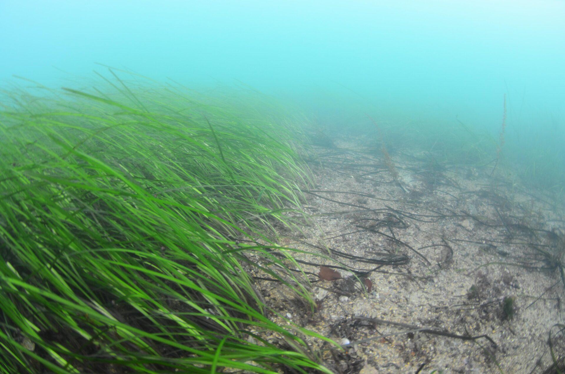 Factsheet: Marine Protected Areas in the EU: ensuring legal compliance ...