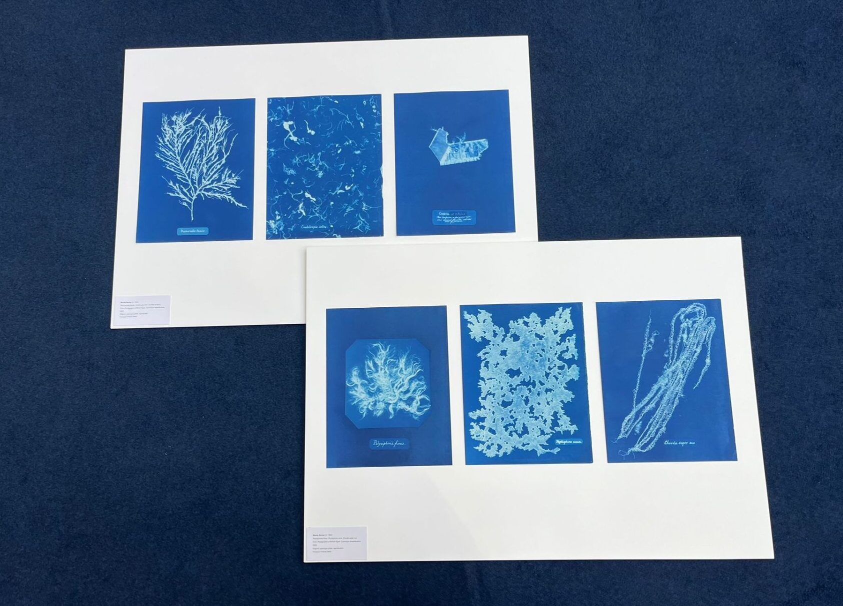 Seas At Risk brings art to international policymaking with Art of ...