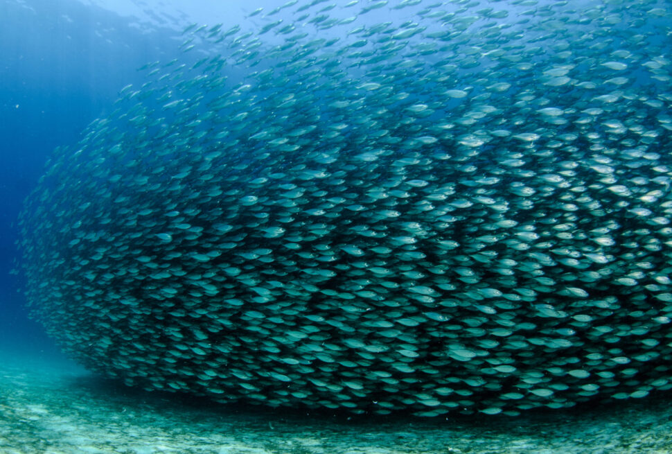 Revised EU Control Regulation is finally law! What does it mean for ...