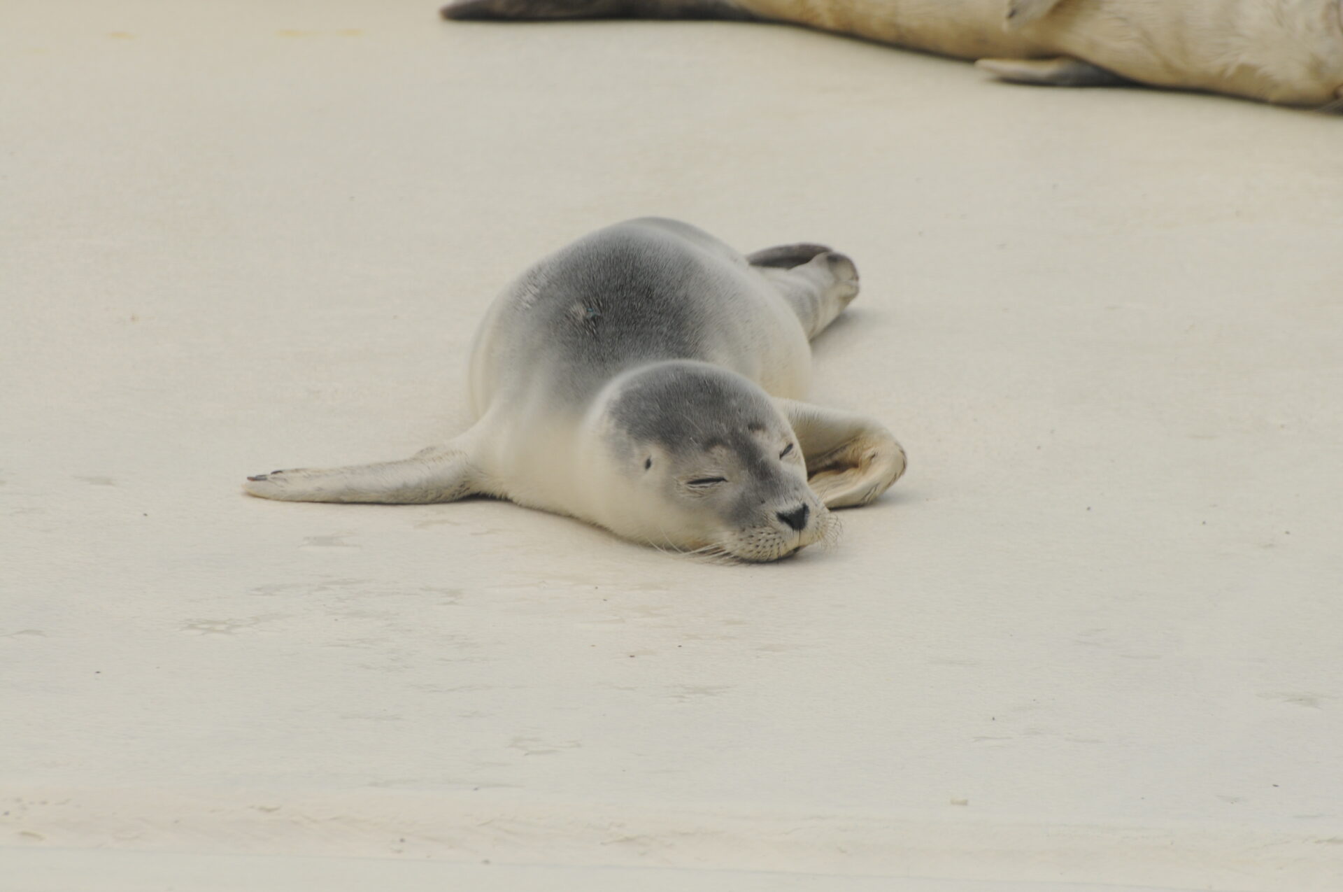 Guide to protecting sensitive marine species from bycatch in the EU ...