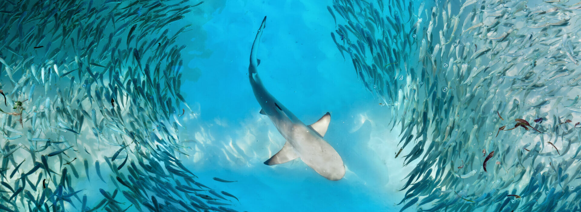 Bycatch guide - Understanding and addressing bycatch of sensitive ...