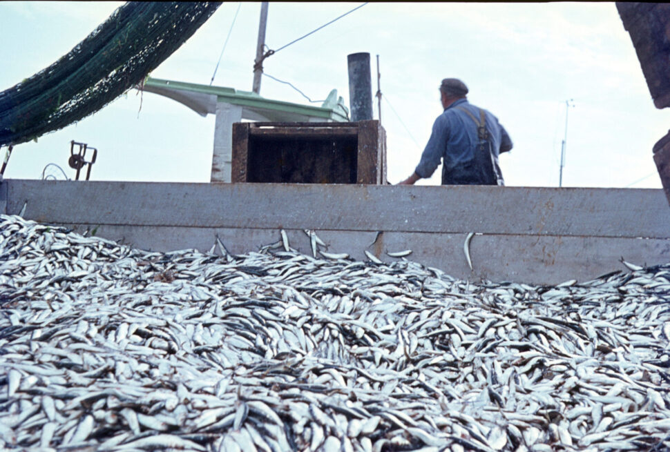 Ending overfishing to counter climate change - Seas At Risk