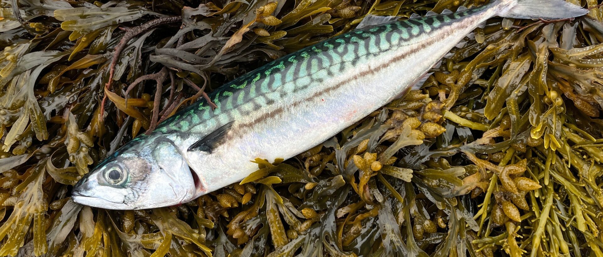 Mackerel: today’s mismanagement, tomorrow’s collapse? - Seas At Risk