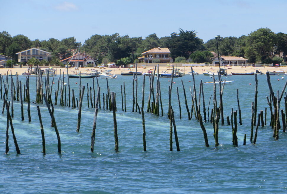 Mackerel: today’s mismanagement, tomorrow’s collapse? - Seas At Risk